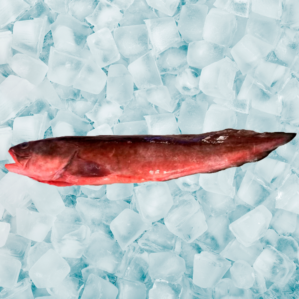 CONGRIO Genypterus Maculatus - BEMIR PANAMÁ