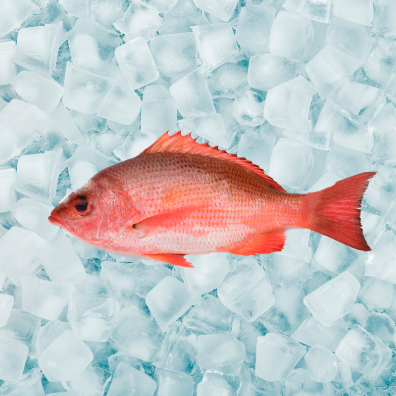 PARGO MANCHA Lutjanus guttatus - BEMIR PANAMÁ
