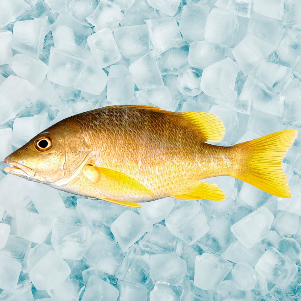 PARGO AMARILLO Lutjanus Argentiventris - BEMIR PANAMÁ