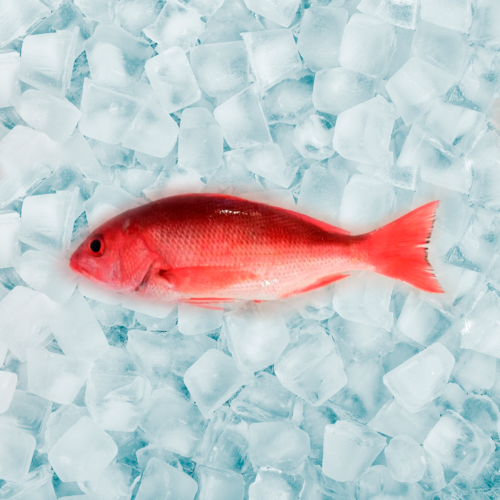 PARGO SEDA Lutjanus Vivanus - BEMIR PANAMÁ